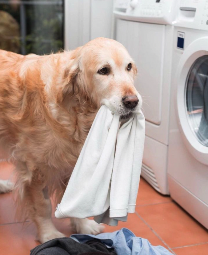 Resources - Charleston Prestige Cleaners